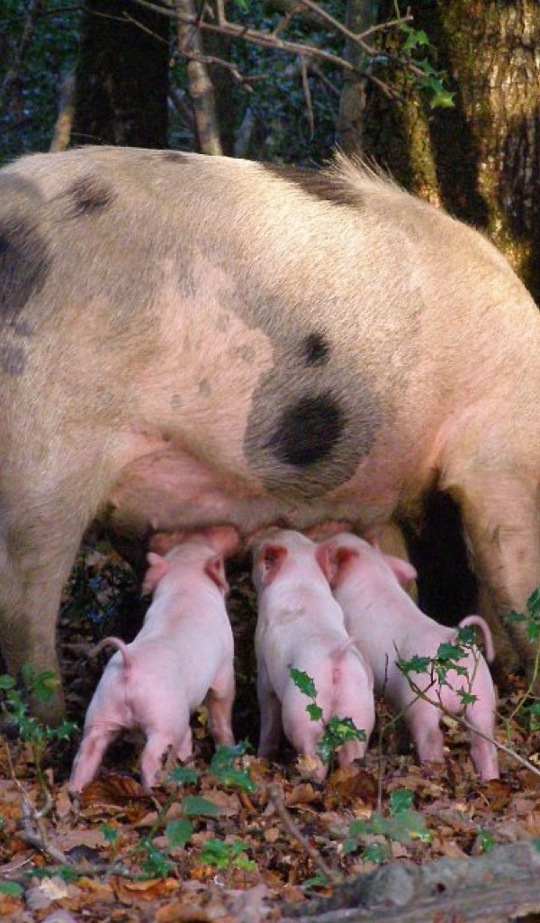 Piglet Wallpaper -- HD Wallpapers of Piglets! - App on the Amazon Appstore