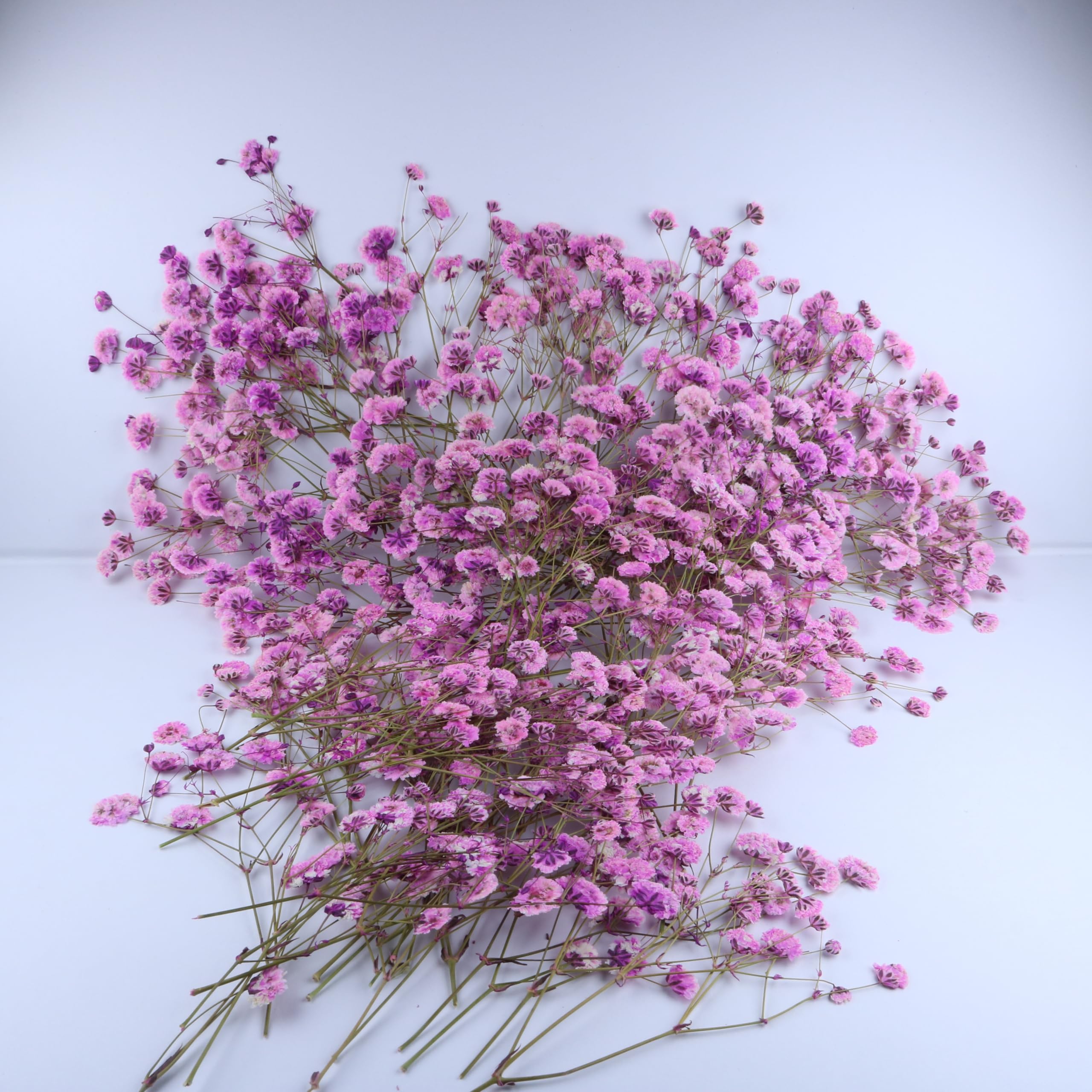Amazon.com: LYFORTZY 100 Pcs Pink Baby's Breath Real Dried Pressed ...