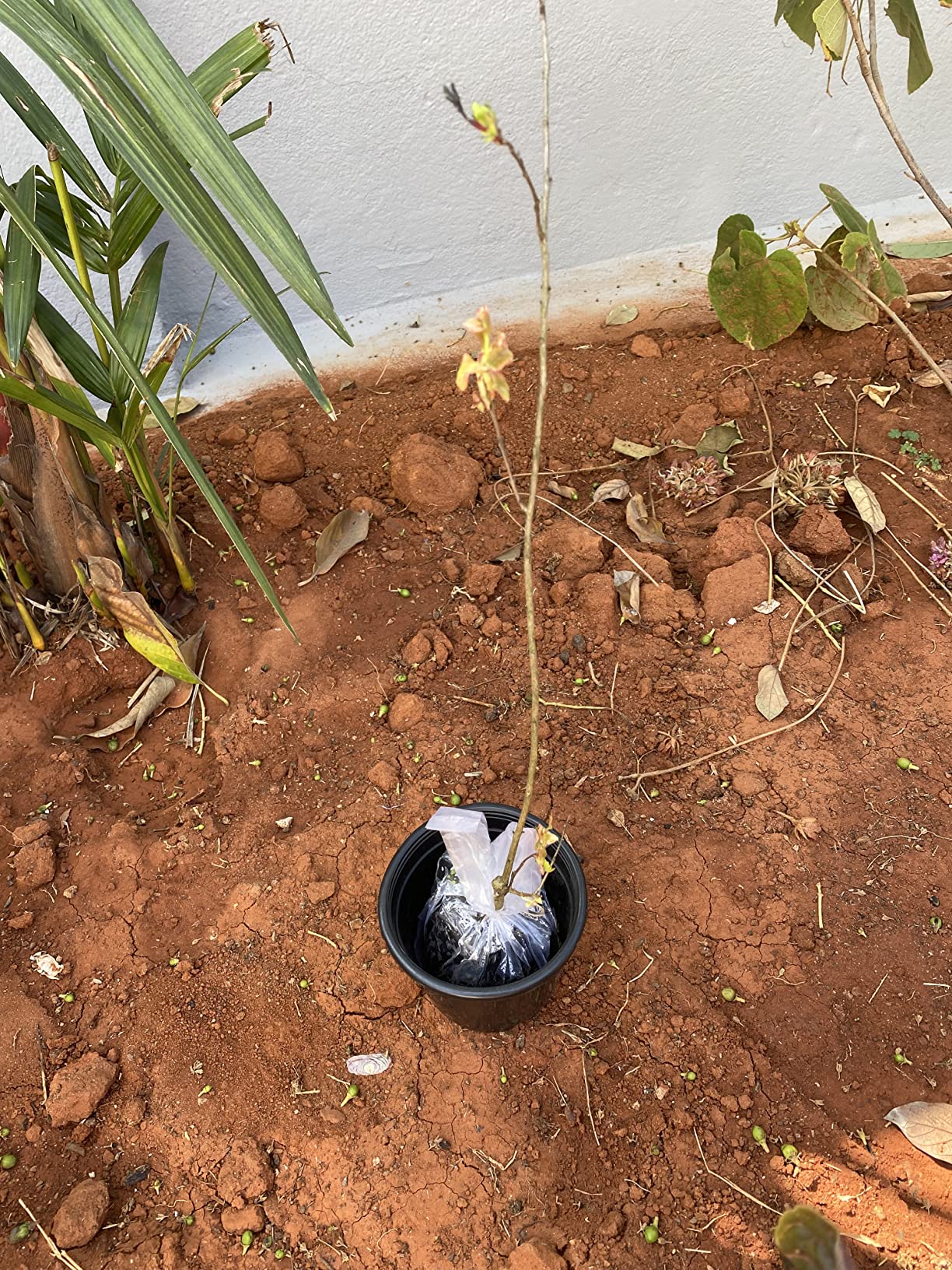 Siam Garden Exotic Red Rocket Crape Myrtle Dwarf Lagerstroemia Red ...