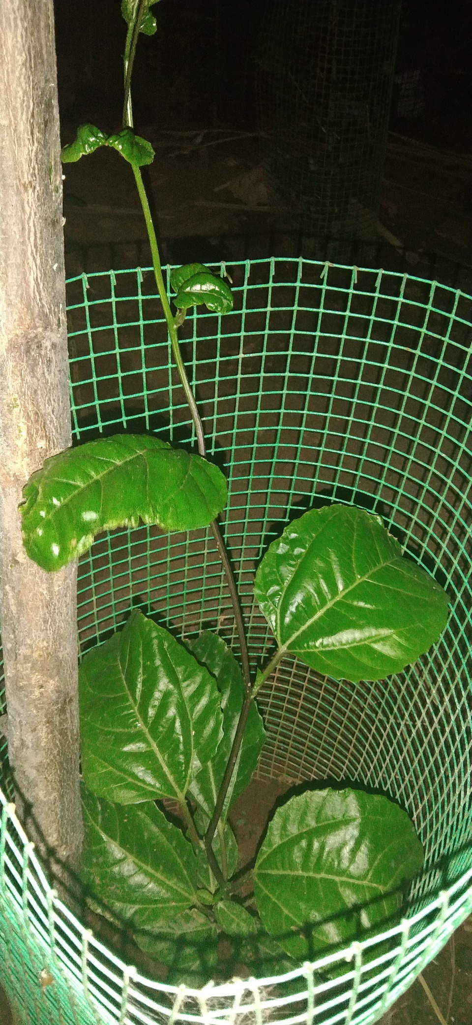 Mphmi Passion Fruit, Krishna Fal (Grown Through Seeds) - Plant : Amazon ...