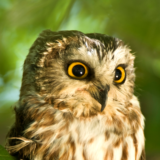 Owl Sounds - App on Amazon Appstore