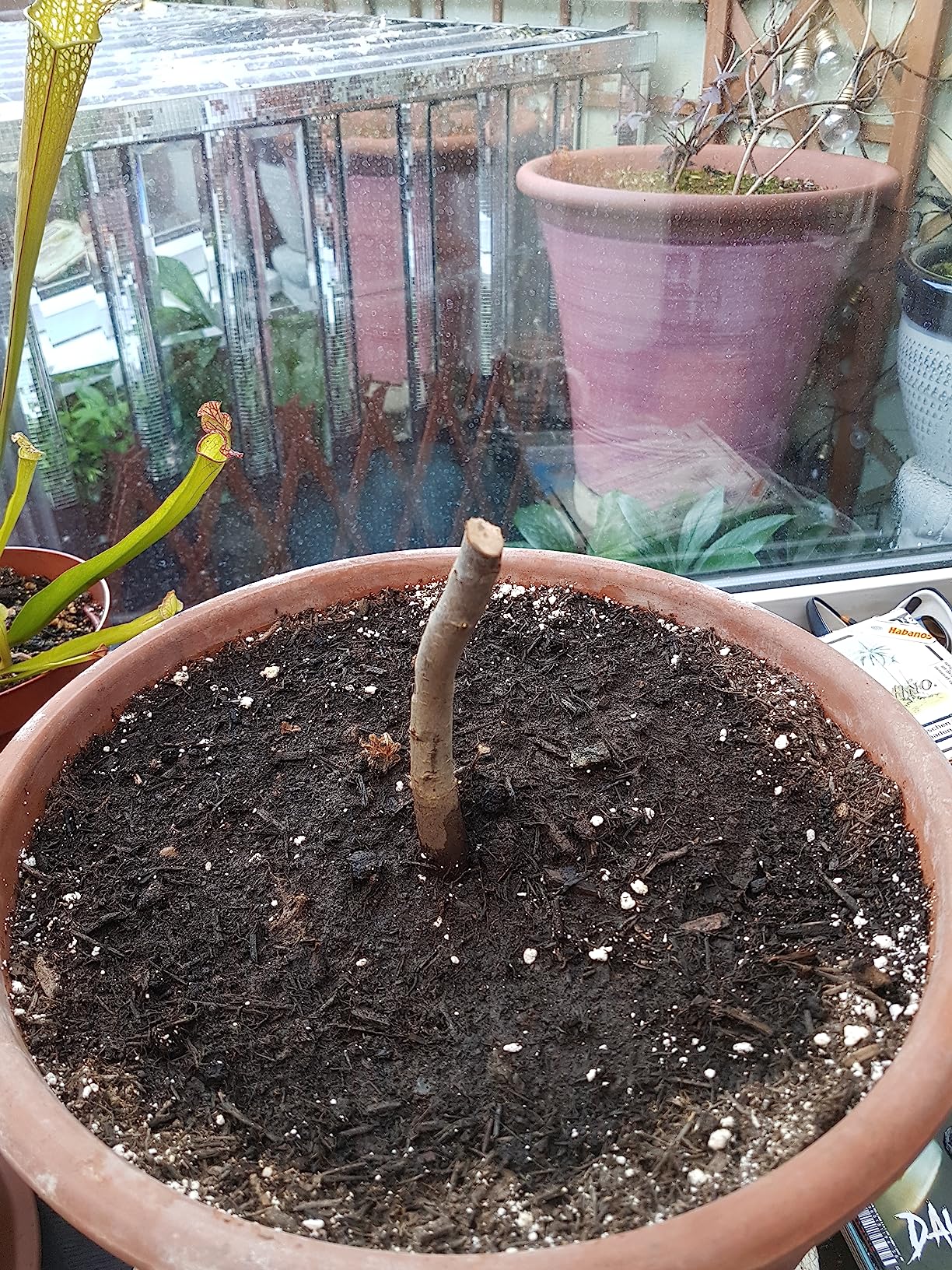 Peach Tree Root/Beautify Environment/Perfect in Pots or Borders/Ideal ...