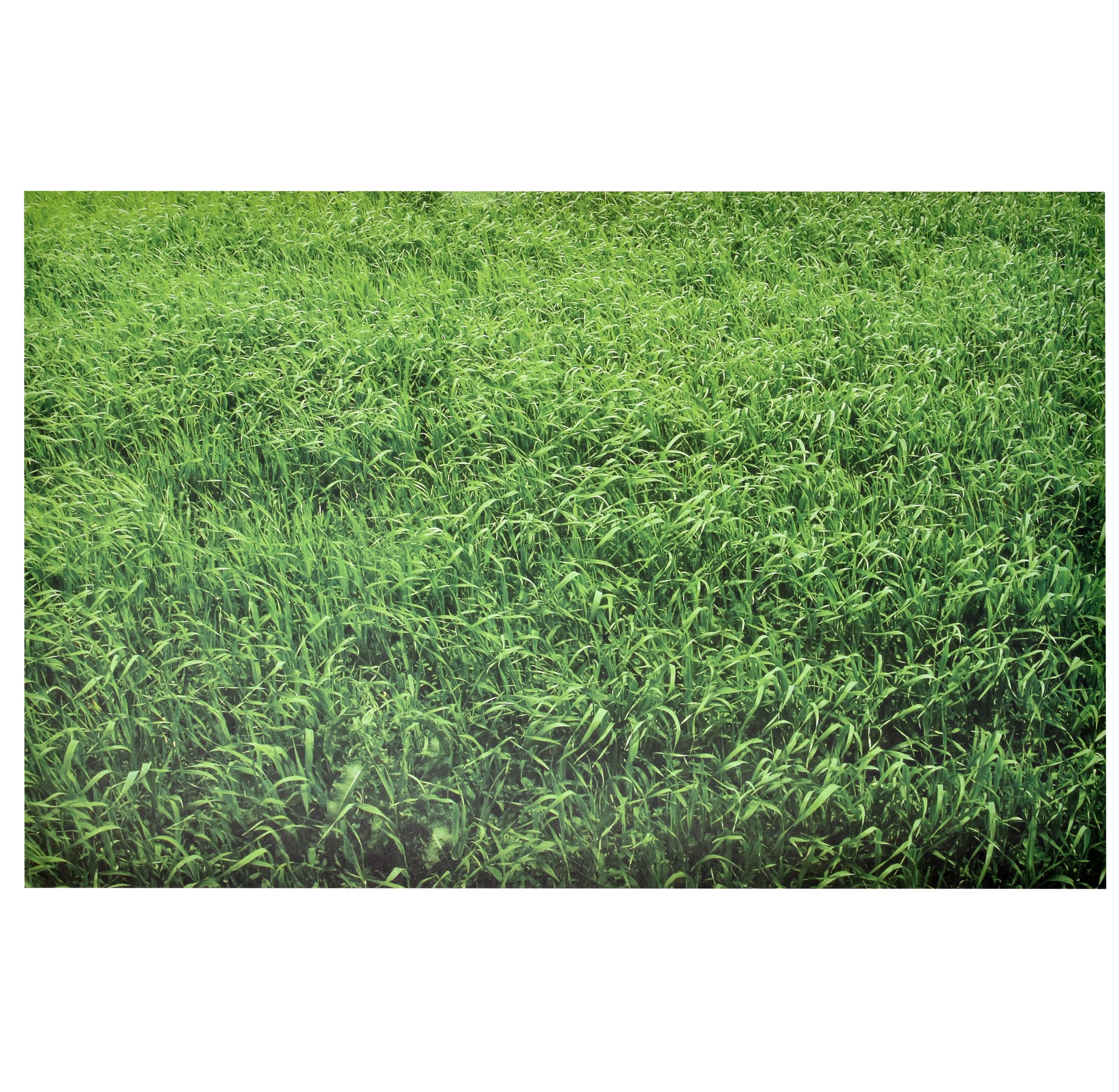 Amazon.com: Gift Boutique Disposable Grass Printed Paper Place Mats 50 ...