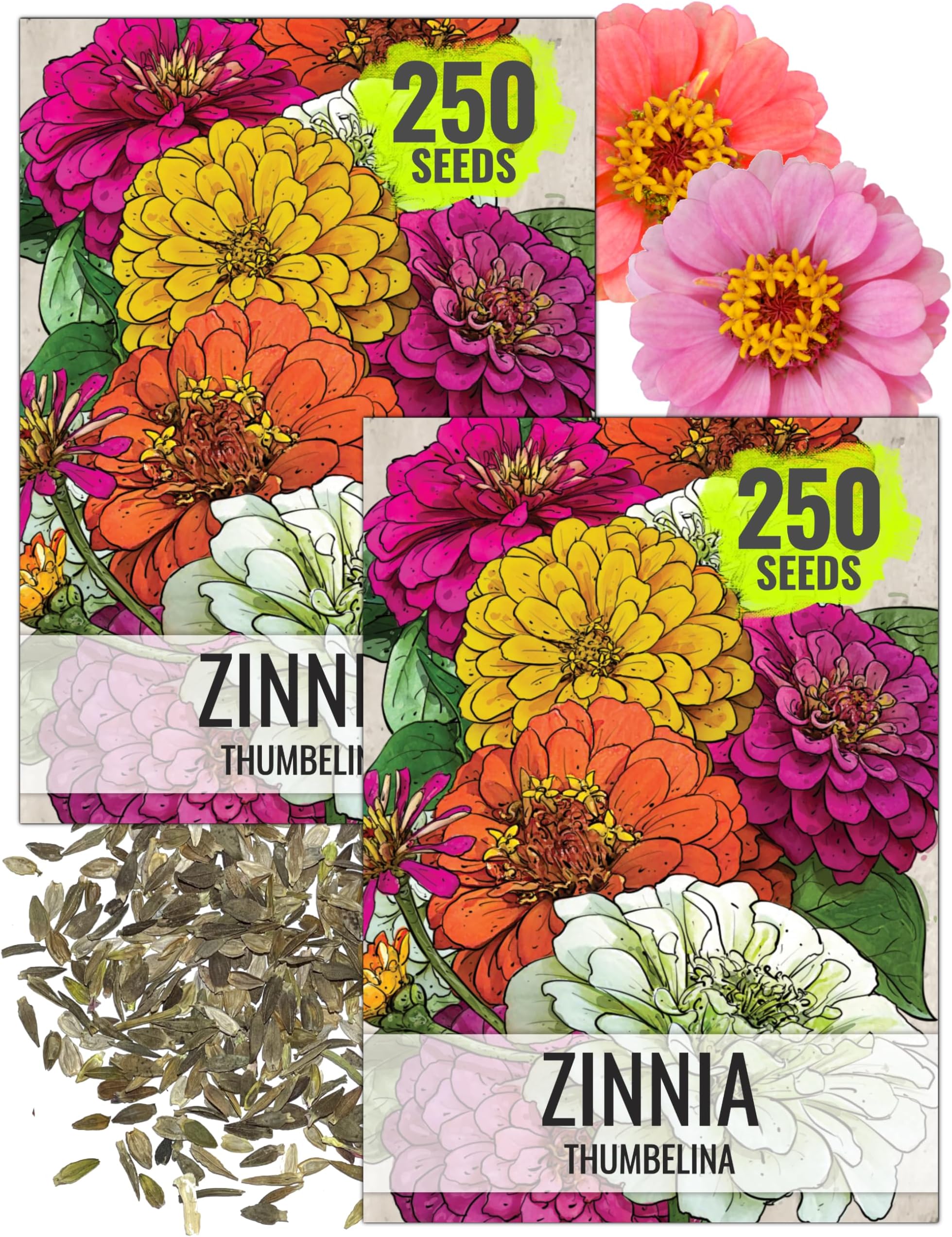 Amazon.com : 1000 Dwarf Lilliput Mix Zinnia Seeds for Planting 5 Grams ...