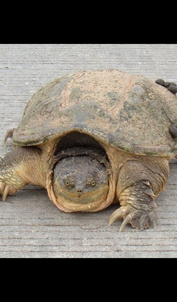 snapping turtle Wallpaper -- HD Wallpapers of snapping turtles! - App ...