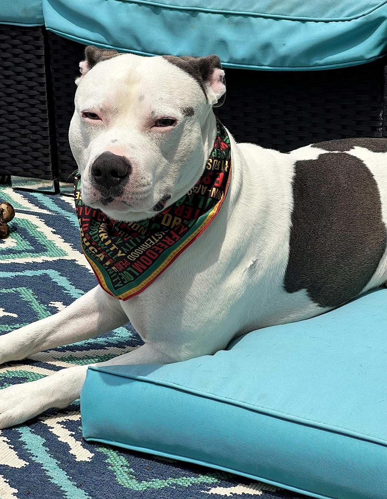 Amazon.com : Heyfary Juneteenth Dog Bandana African American June 19th ...