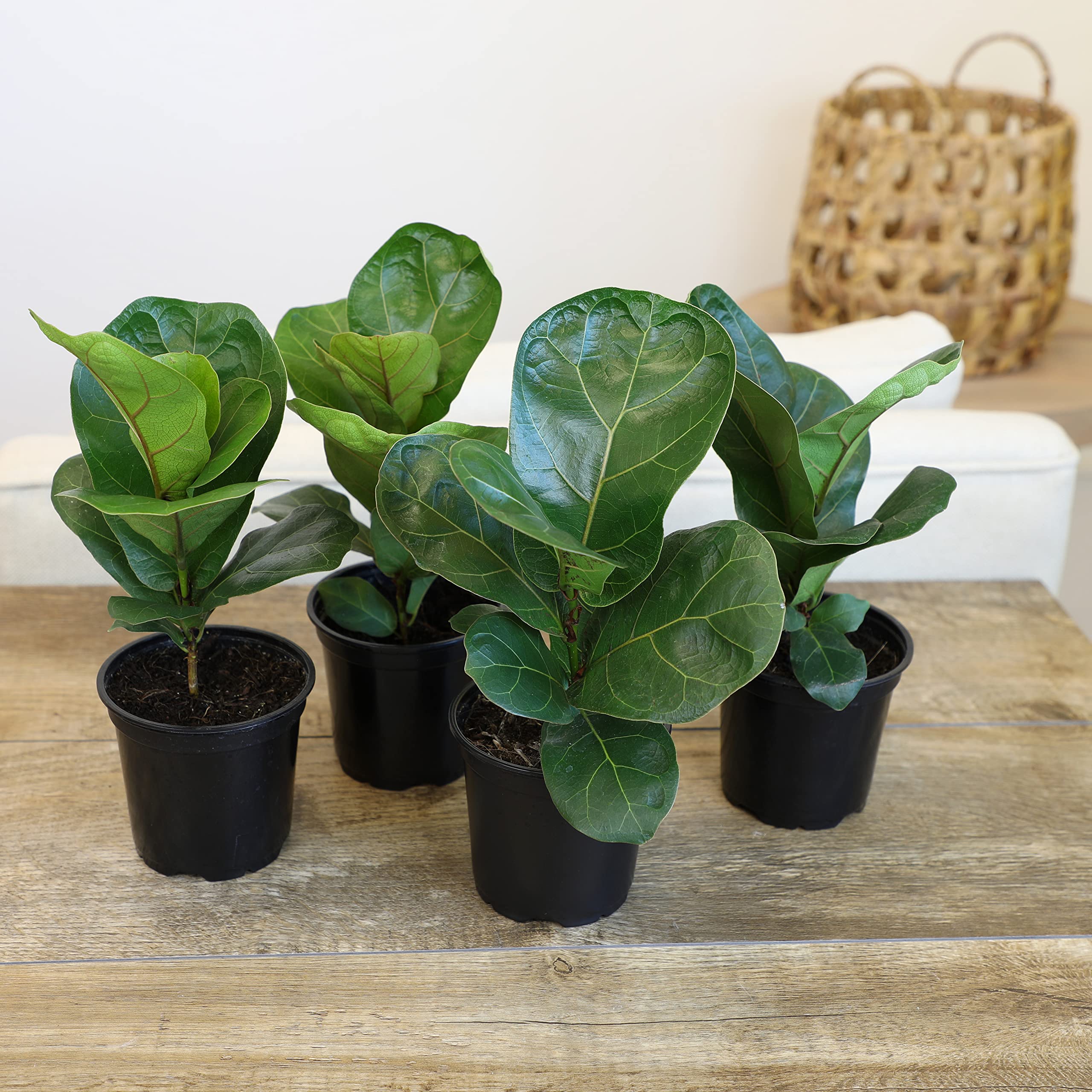 Plants for Pets Fig Trees Live Plants (4 Pack), Ficus Lyrata ...