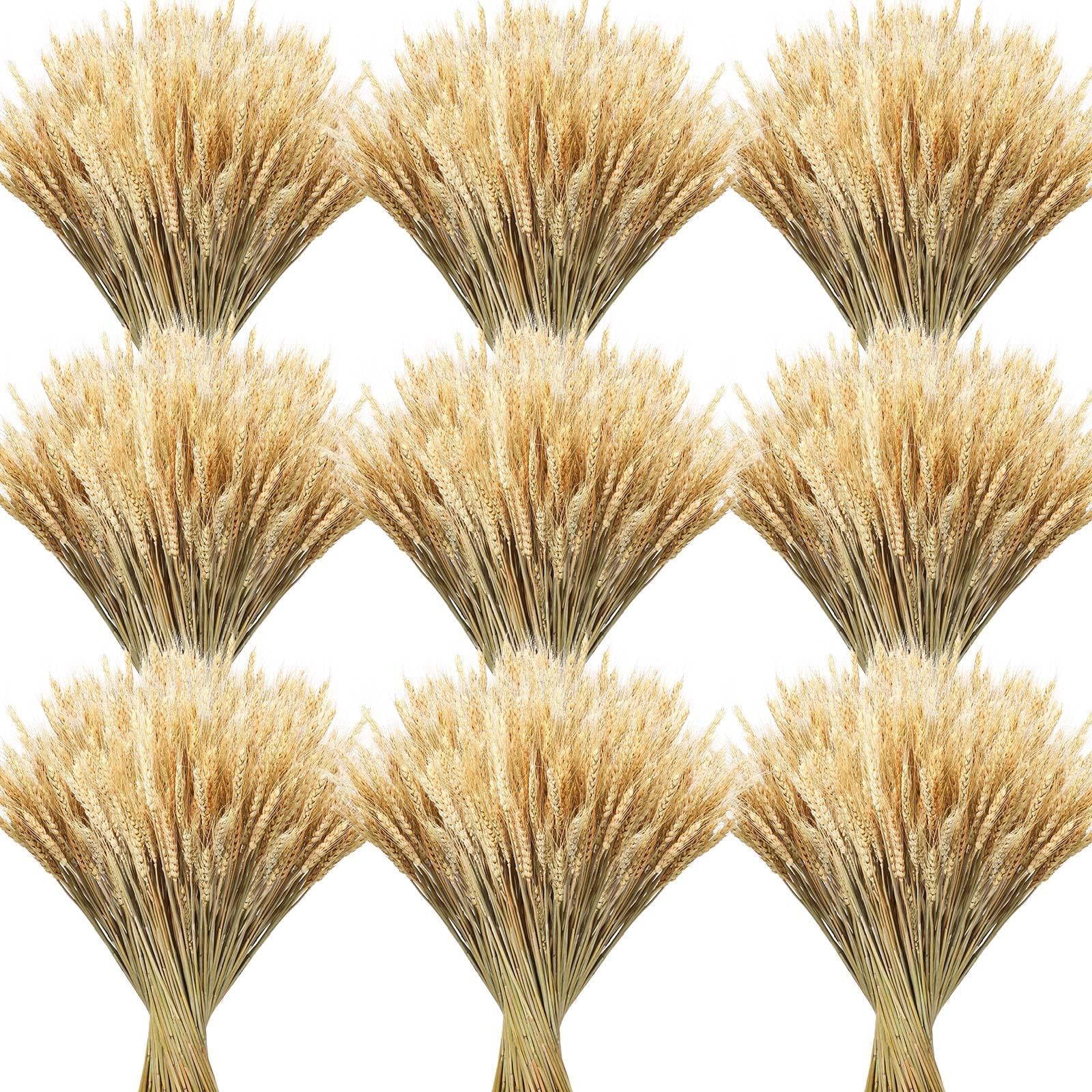 Amazon.com: Phliofd 600 Stems Natural Dried Wheat Stalks, 18 inches ...