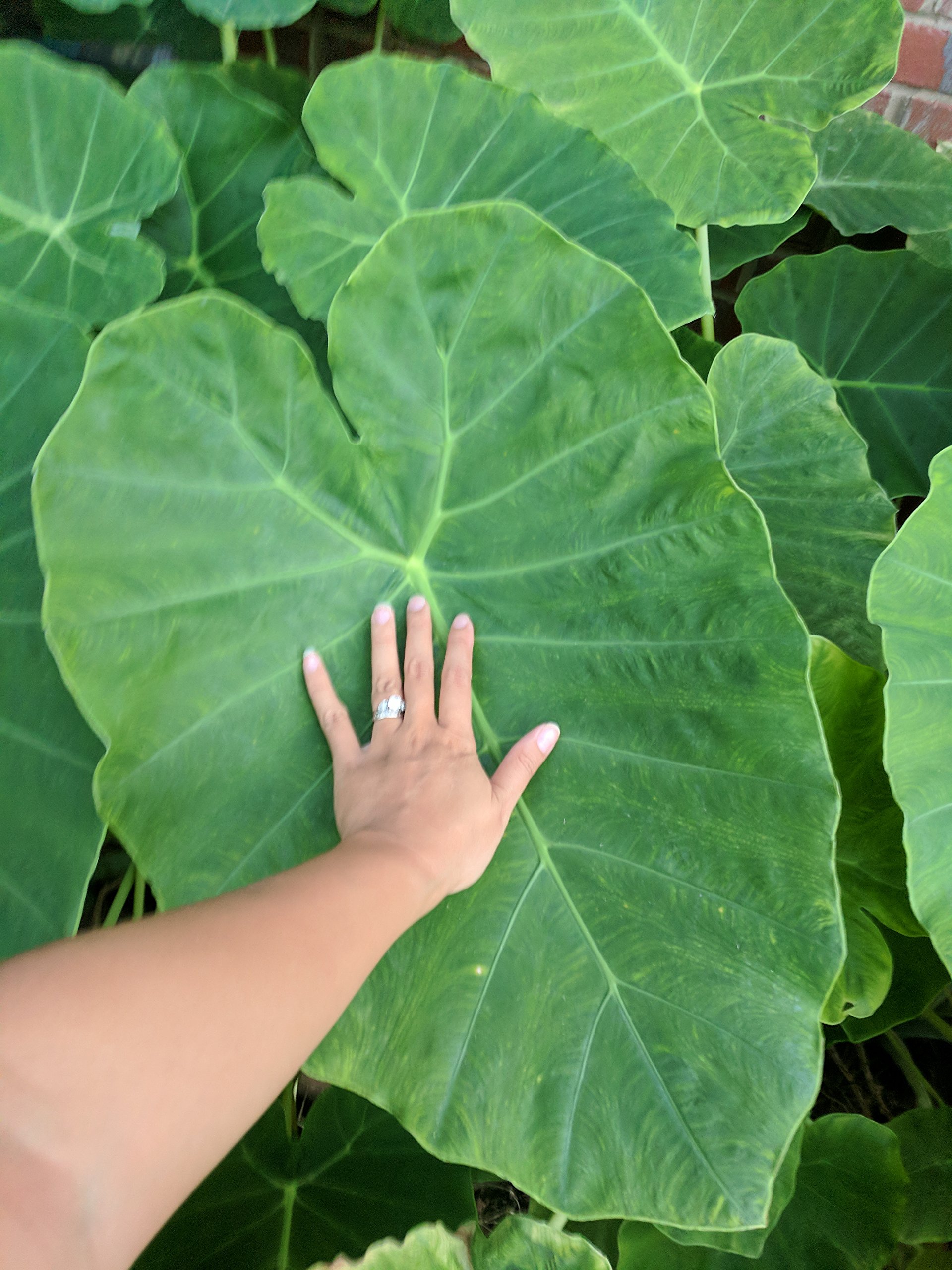 Taro Stem Aka Bac Ha (Vietnamese) Update 1--Pruning To, 47% OFF