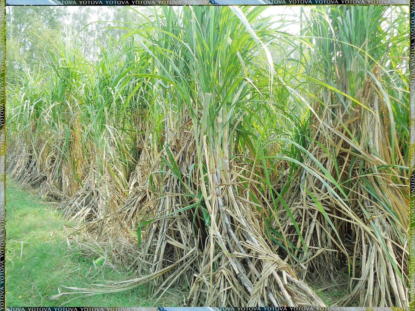 Campo De Cana De Acucar Indiano Ritmo De Produção De Açúcar Na