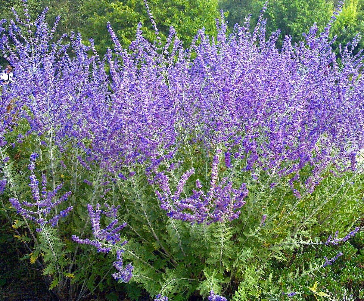 Amazon.com : Crazy Blue Russian Sage Plant - Perovskia - Quart Pot ...