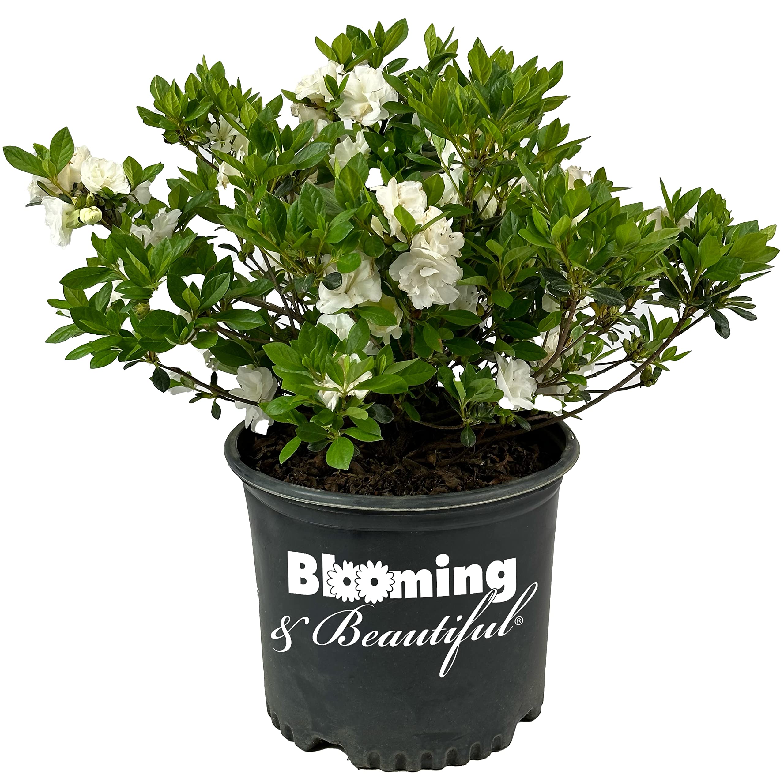 Amazon.com : Blooming & Beautiful - Hardy Gardenia Azalea - 3 gal ...