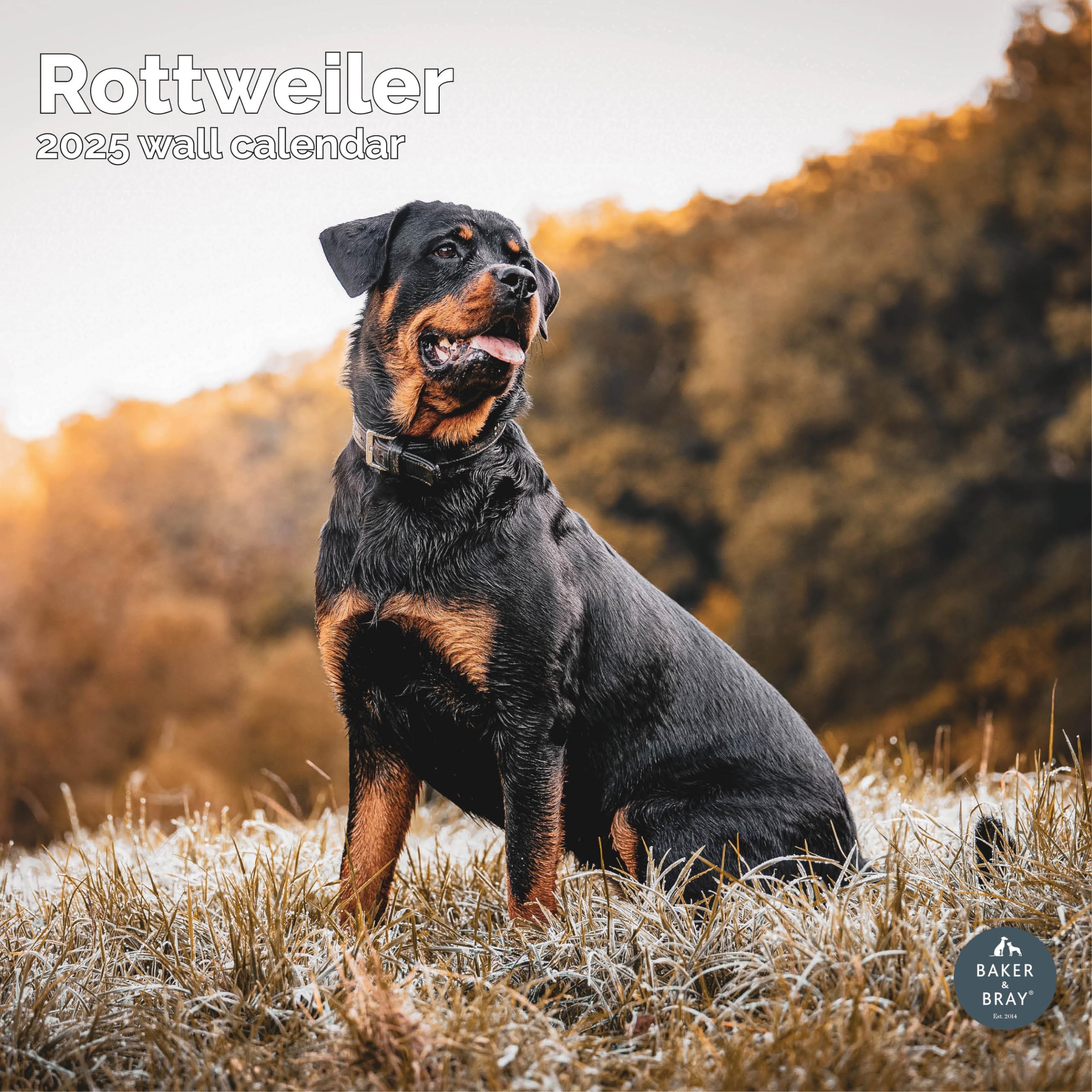 Baker and Bray Rottweiler Calendar 2025, Large Square Wall Calendar, 16 ...