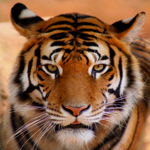 Tiger Sounds - App on Amazon Appstore