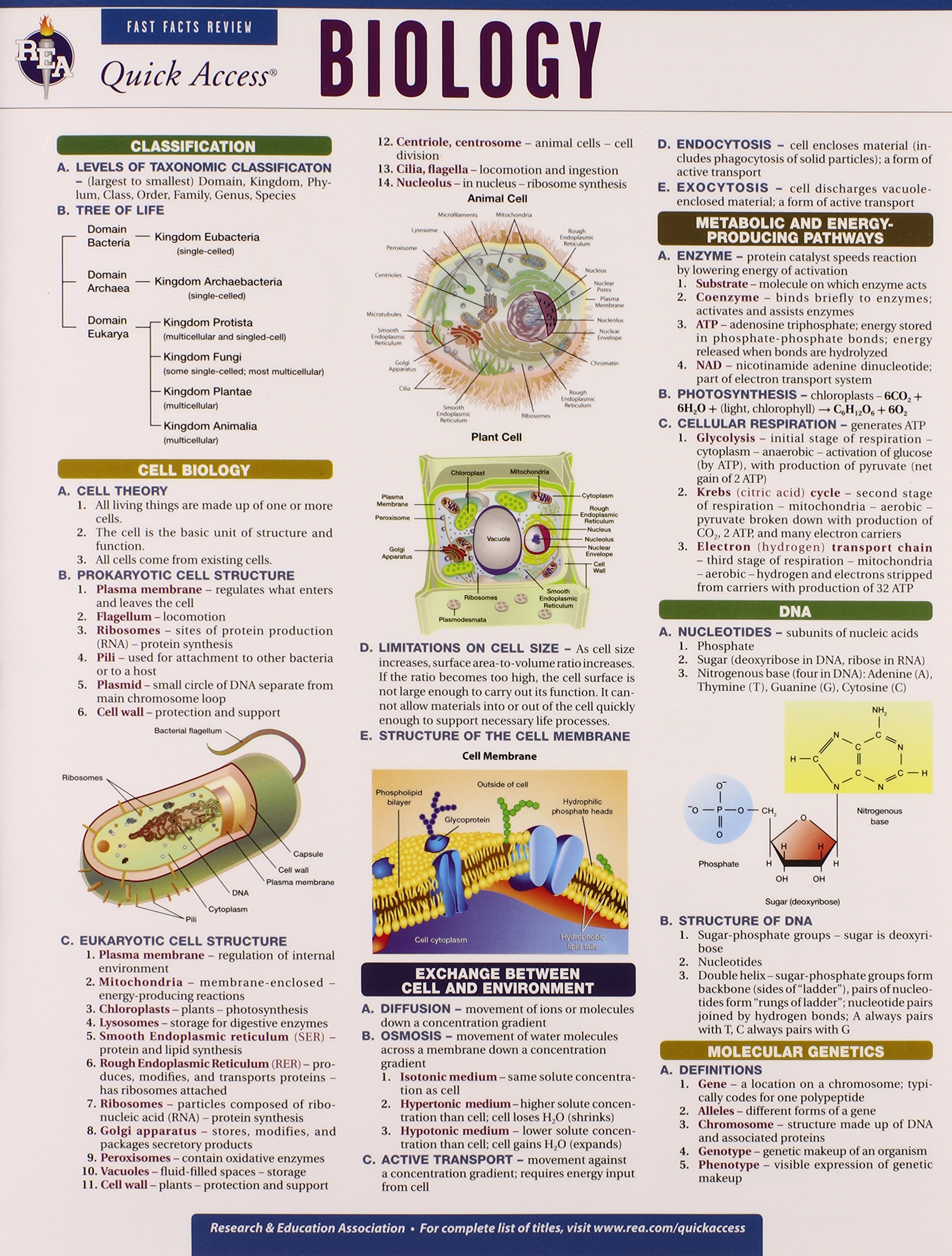 Biology - REA's Quick Access Reference Chart (Quick Access Reference ...