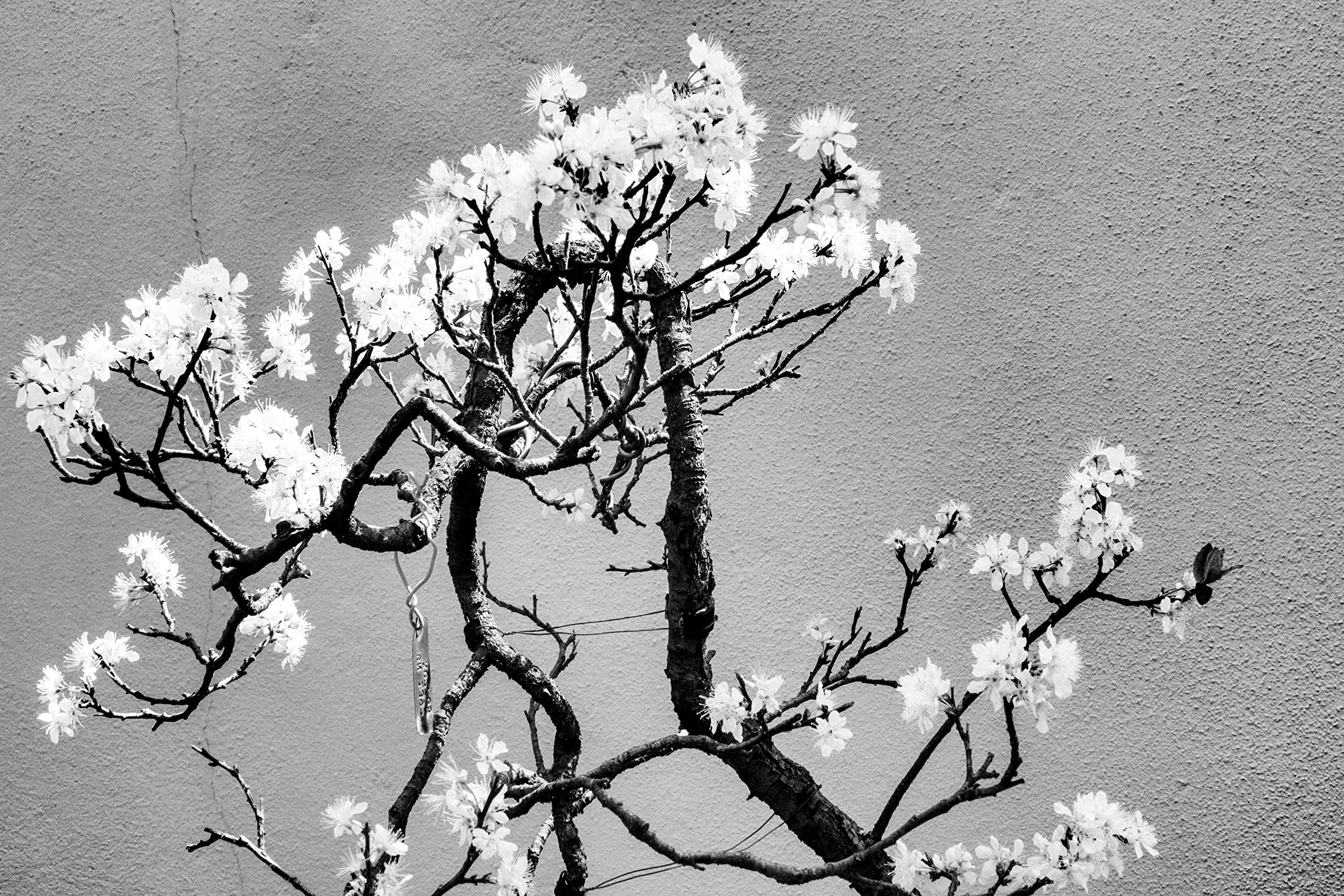 Amazon.com : Cherry Tree Bonsai Seeds for Planting - 20 Seeds : Patio ...