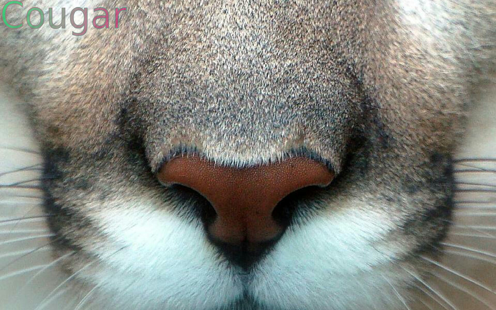 Animal Noses - App on the Amazon Appstore