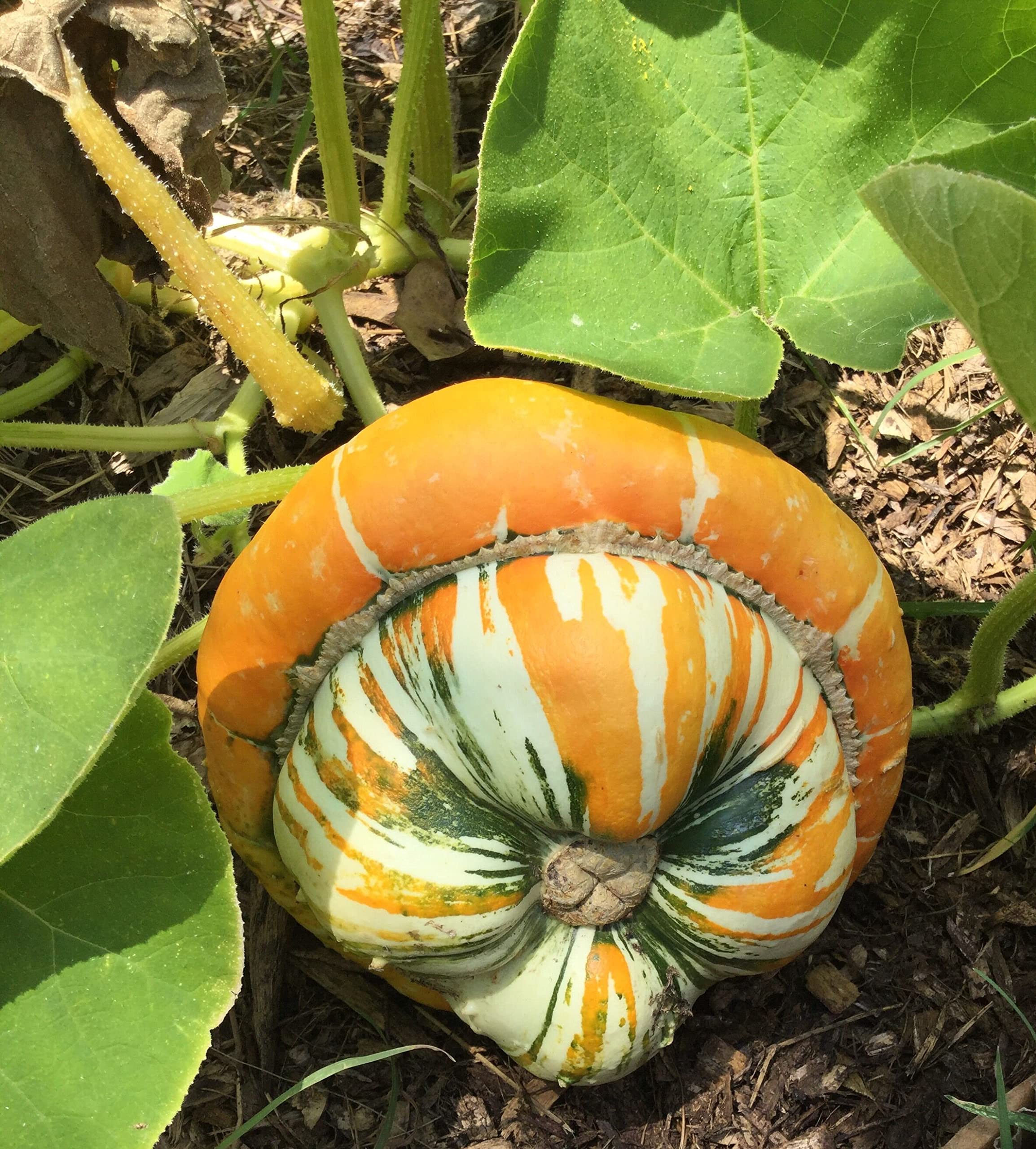 Growing Turban Squash