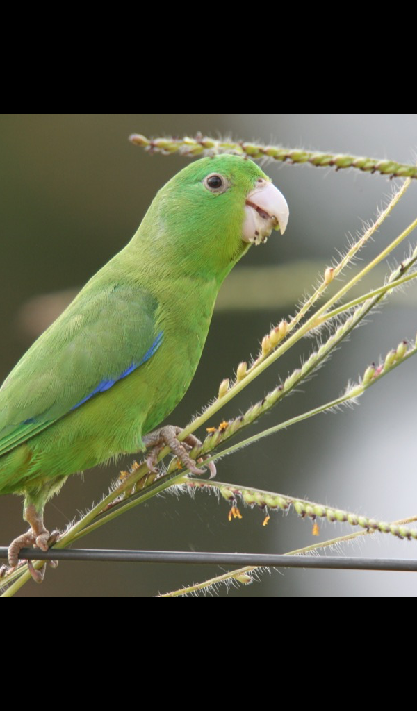 Parrotlet Parrot Wallpaper -- HD Wallpapers of Parrotlet Parrots! - App ...