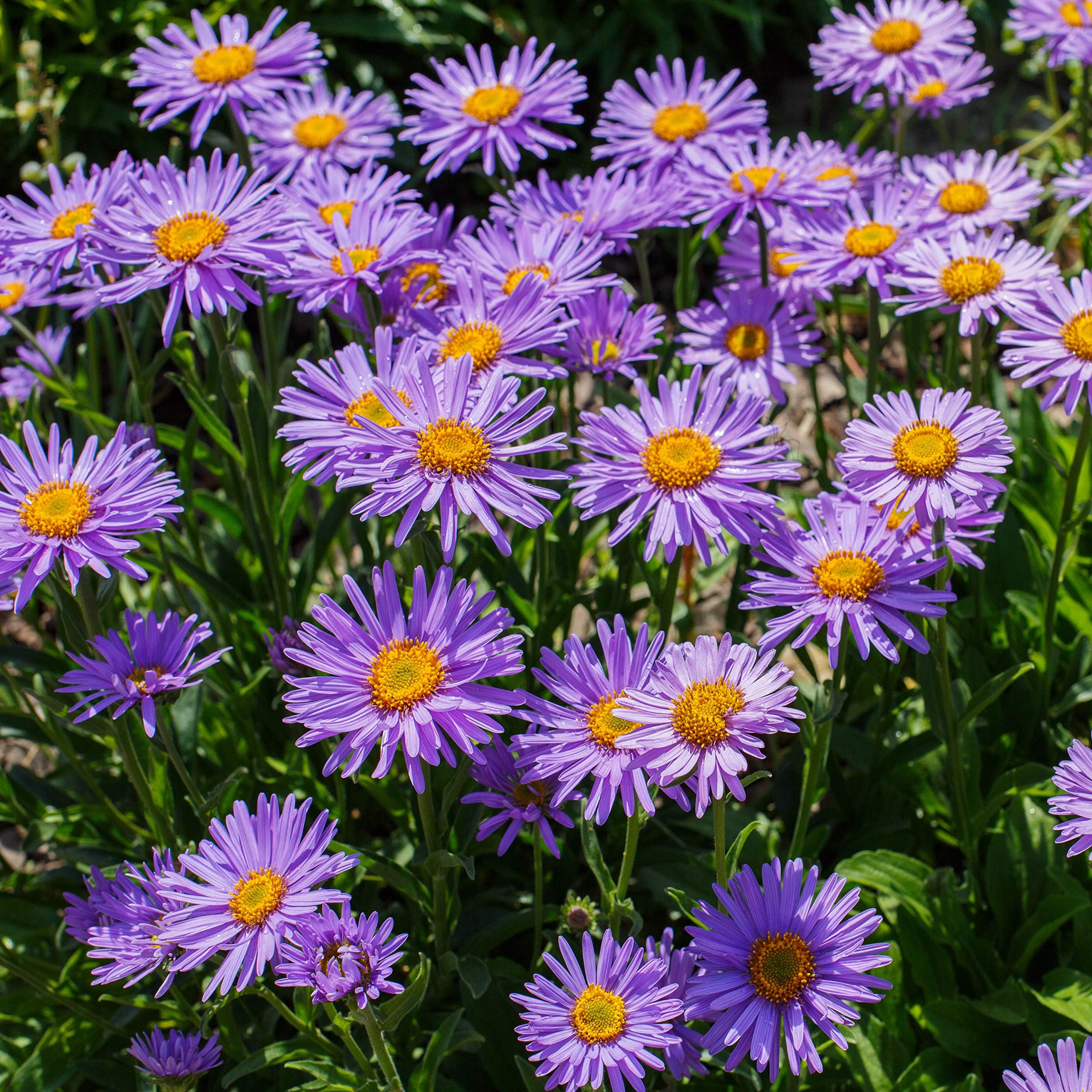 Amazon.com : Smooth Aster (Aster laevis), Seed Packet, True Native Seed ...