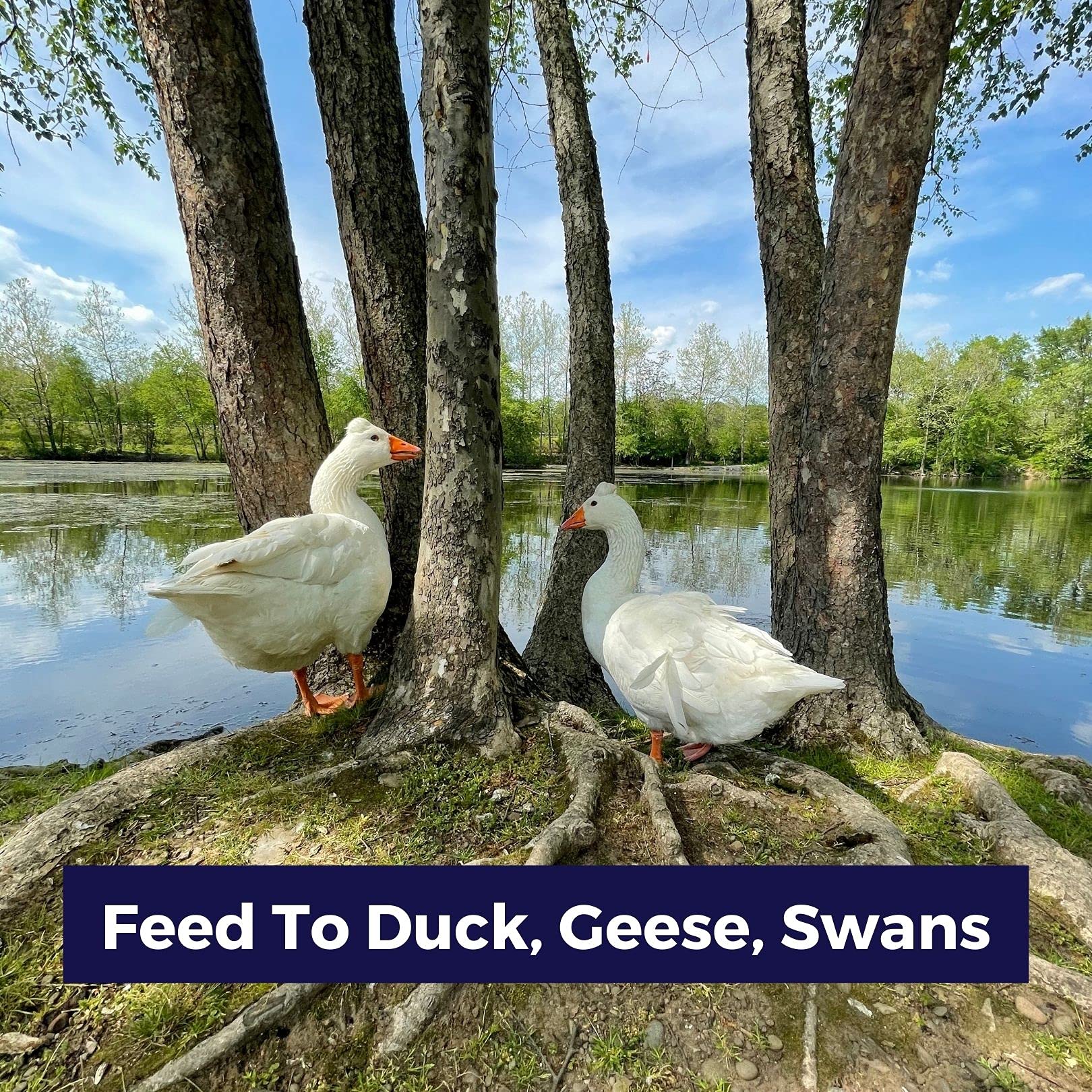 Waterfowl Feed | Floating Pellets for Duck, Swan, Goose | 20 lb Bag ...