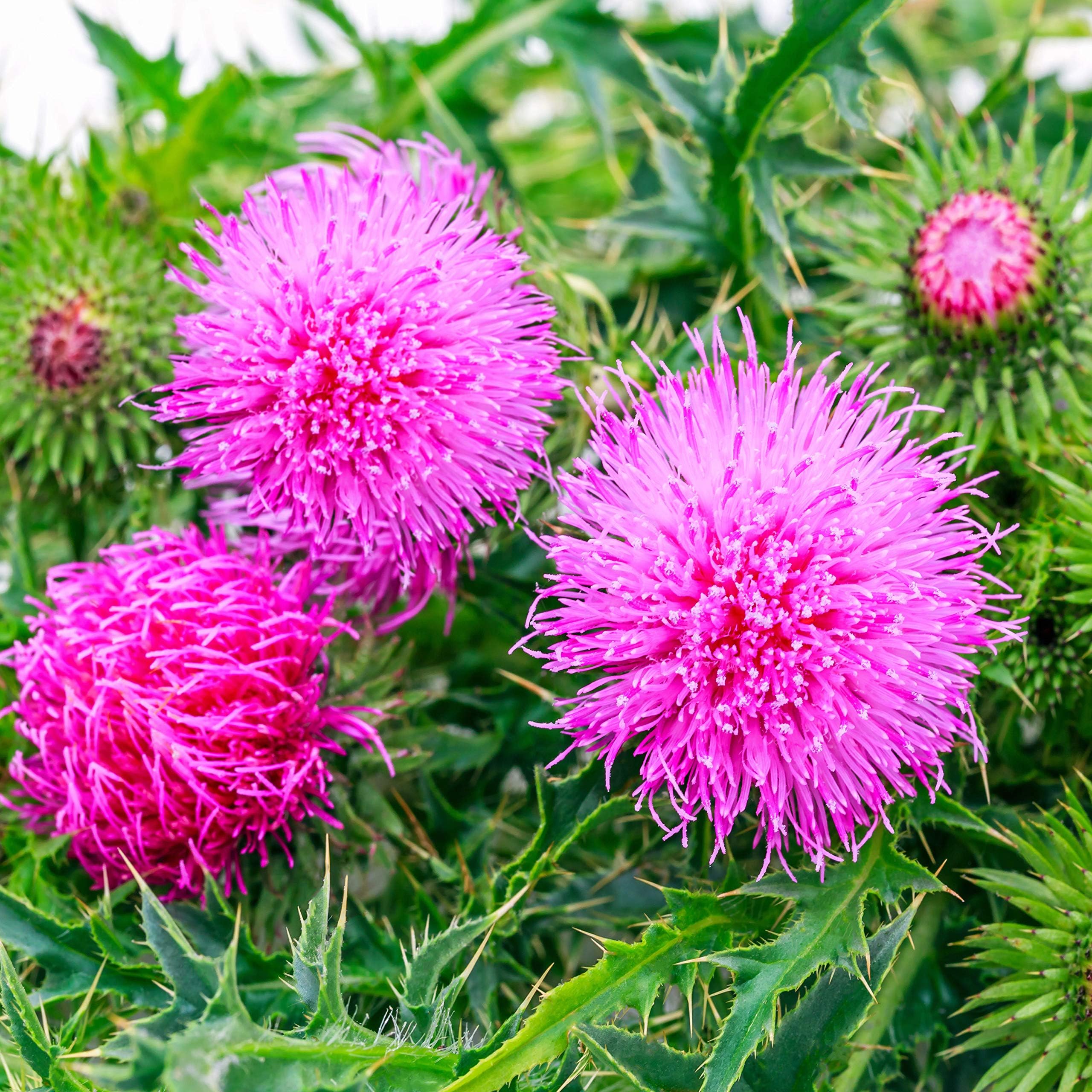Amazon.com : 25 Blue Thistle Seeds to Plant - Rare Swiss Alps Thistle ...