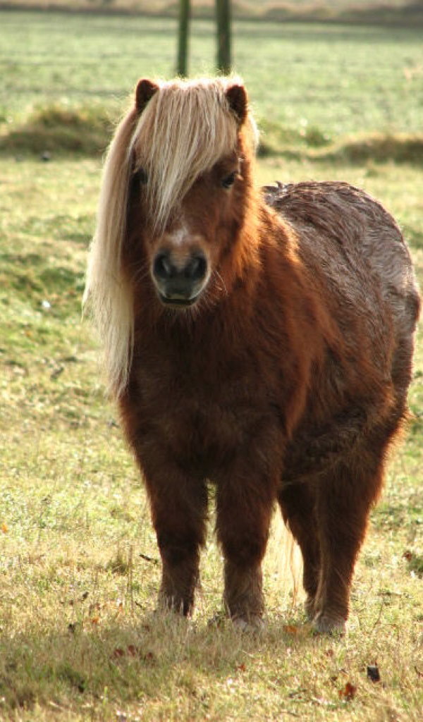 Pony Wallpaper -- HD Wallpapers of Ponys! - App on Amazon Appstore