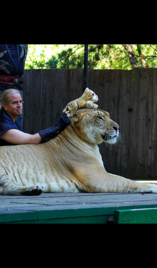 Wallpaper Ligers Original