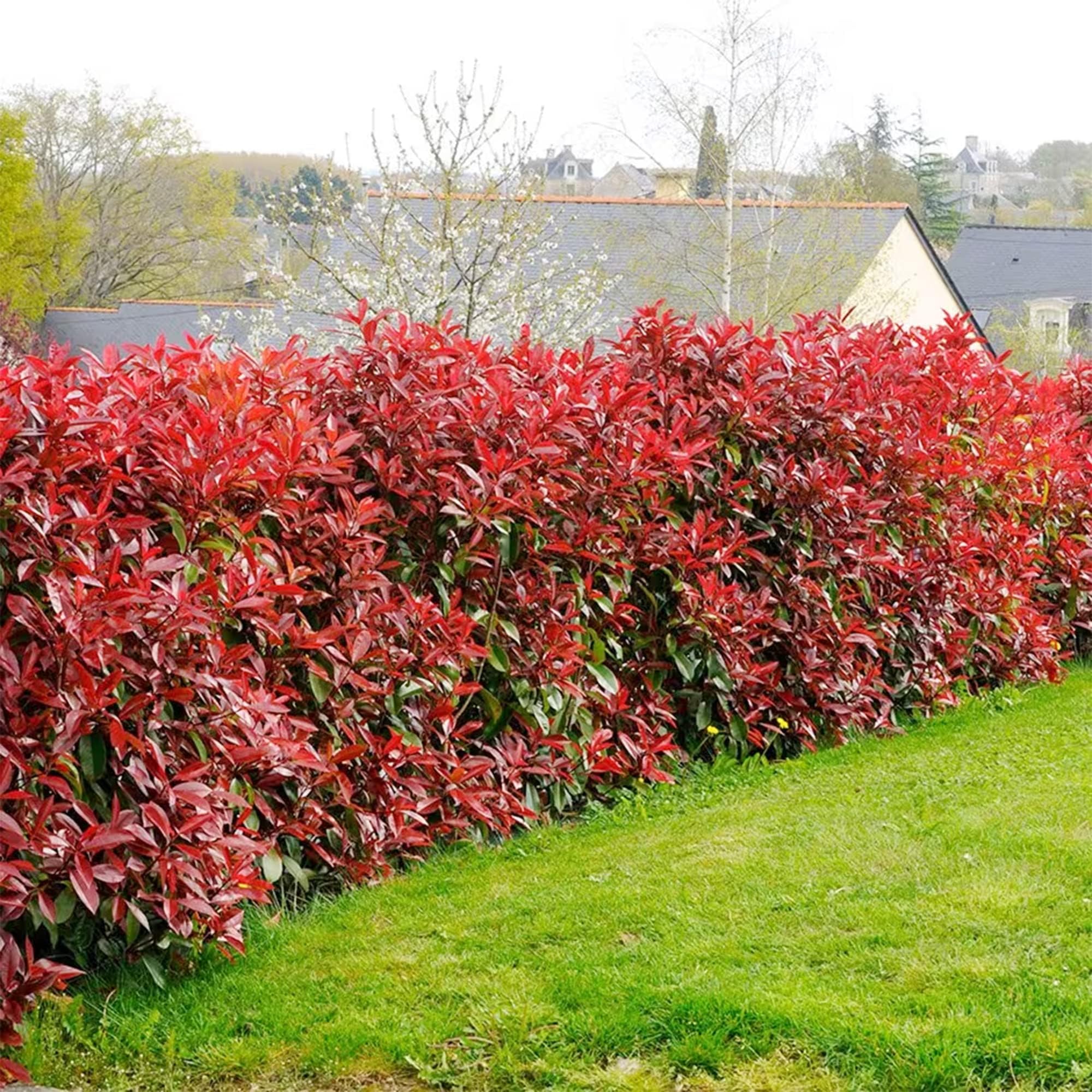 Amazon.com : QAUZUY GARDEN 100 Red Tip Photinia (Photinia Fraseri ...