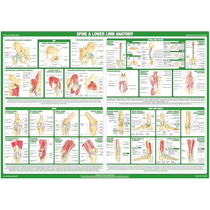 Buy Joint Anatomy Chart Series (A1 Laminated, Spine and Lower Limb ...
