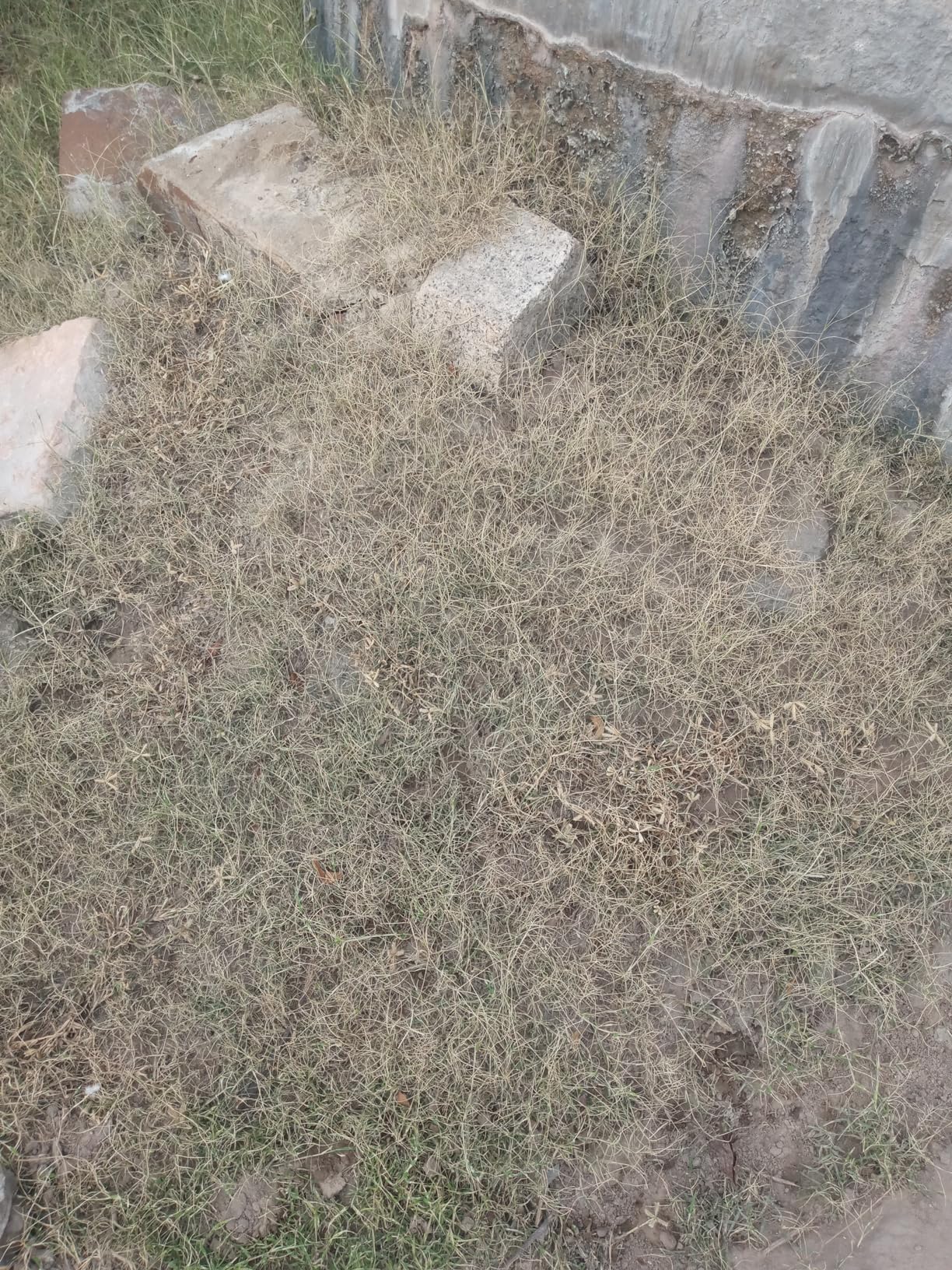 All Clear 500 ML (Paraquat Dichloride 24% SL) Non Selective Herbicide ...