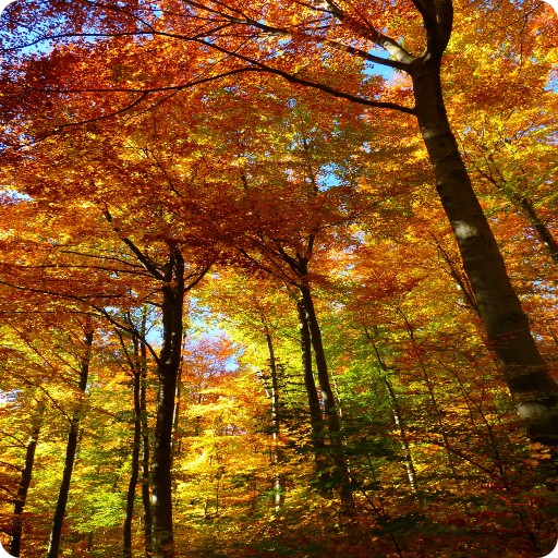 Trees Wallpapers and Backgrounds - App on Amazon Appstore