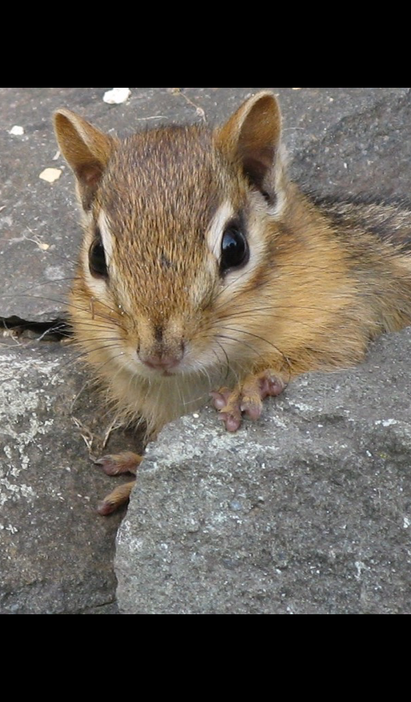 Chipmunk Wallpaper -- HD Wallpapers of Chipmunks! - App on Amazon Appstore