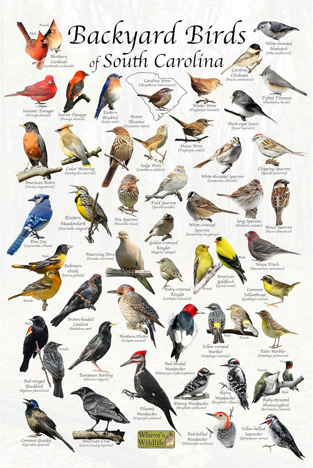 Where's Wildlife Backyard Birds of South Carolina - Philippines | Ubuy
