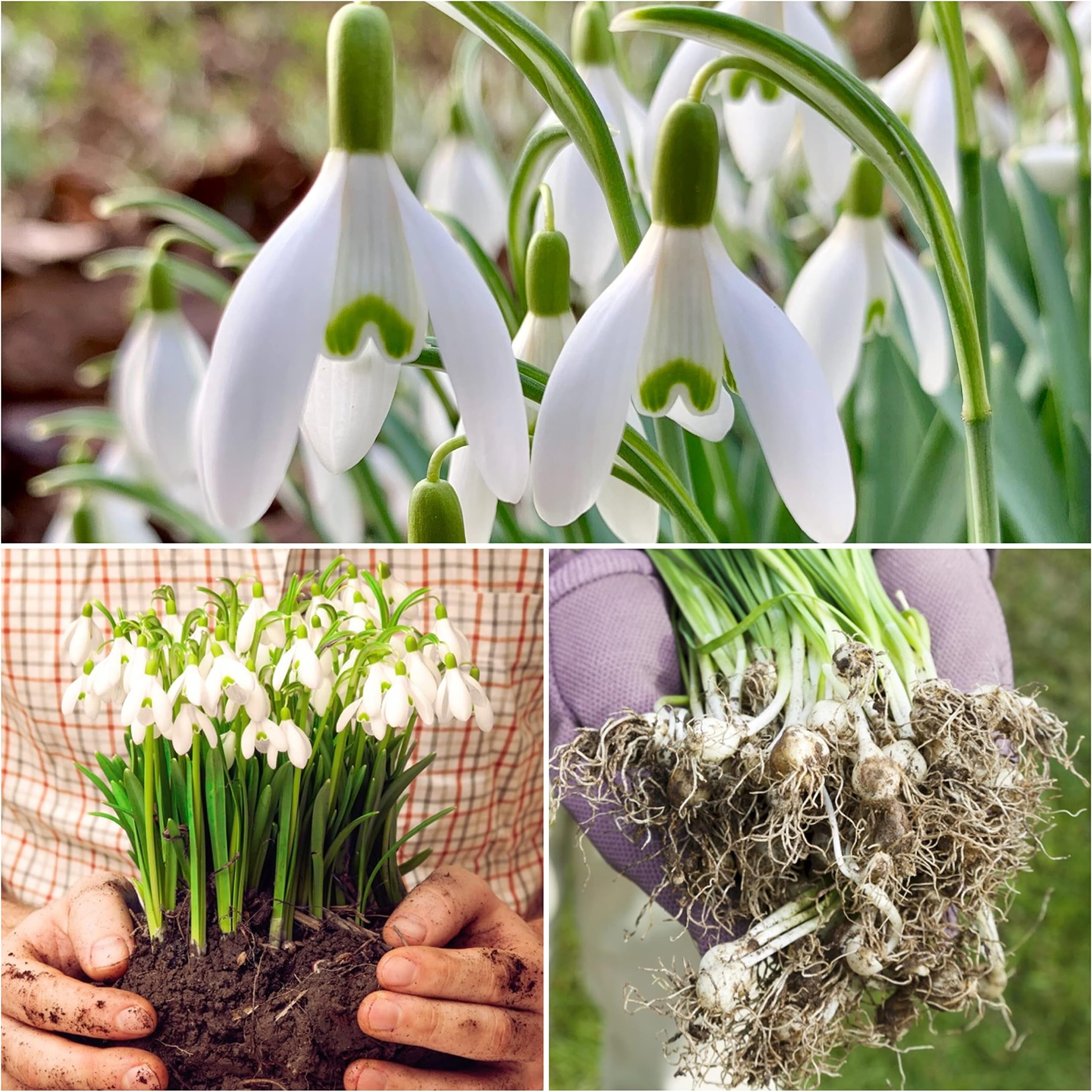 100 Snowdrop Bulbs "Galanthus Nivalis". Free UK P&P : Amazon.co.uk: Garden