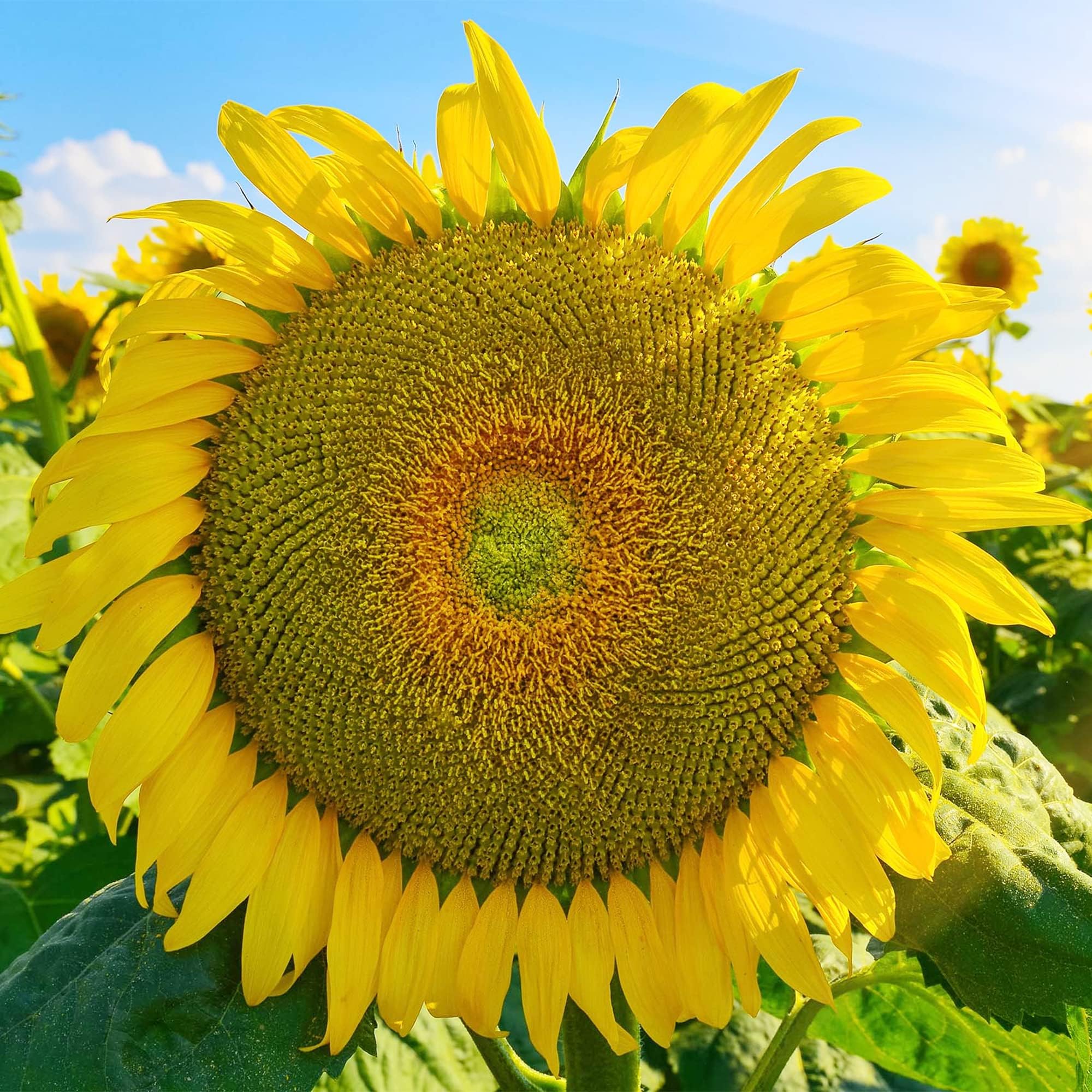 Amazon.com : QAUZUY GARDEN Titan Sunflower Seeds 15 Giant Sunflower ...