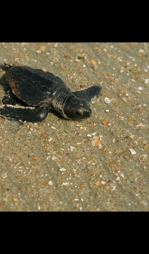 Cute Baby turtle Wallpaper -- HD Wallpapers of Cute Baby turtles! - App ...