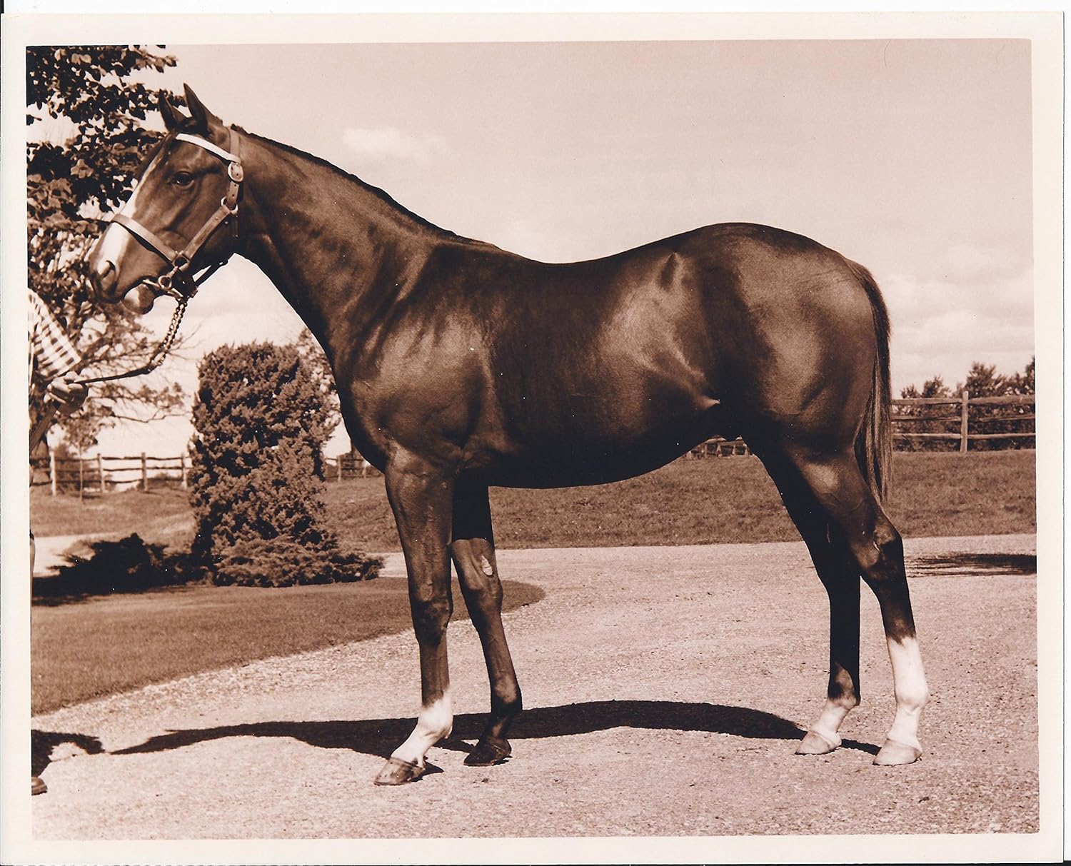 Amazon.com: Northern Dancer Yearling 1962 Poster Art Photo Horse Racing ...