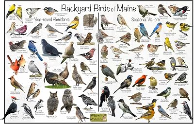 Where's Wildlife Backyard Birds of Maine Bird Nepal | Ubuy