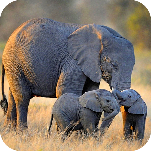 Elephant Wallpapers - App on Amazon Appstore
