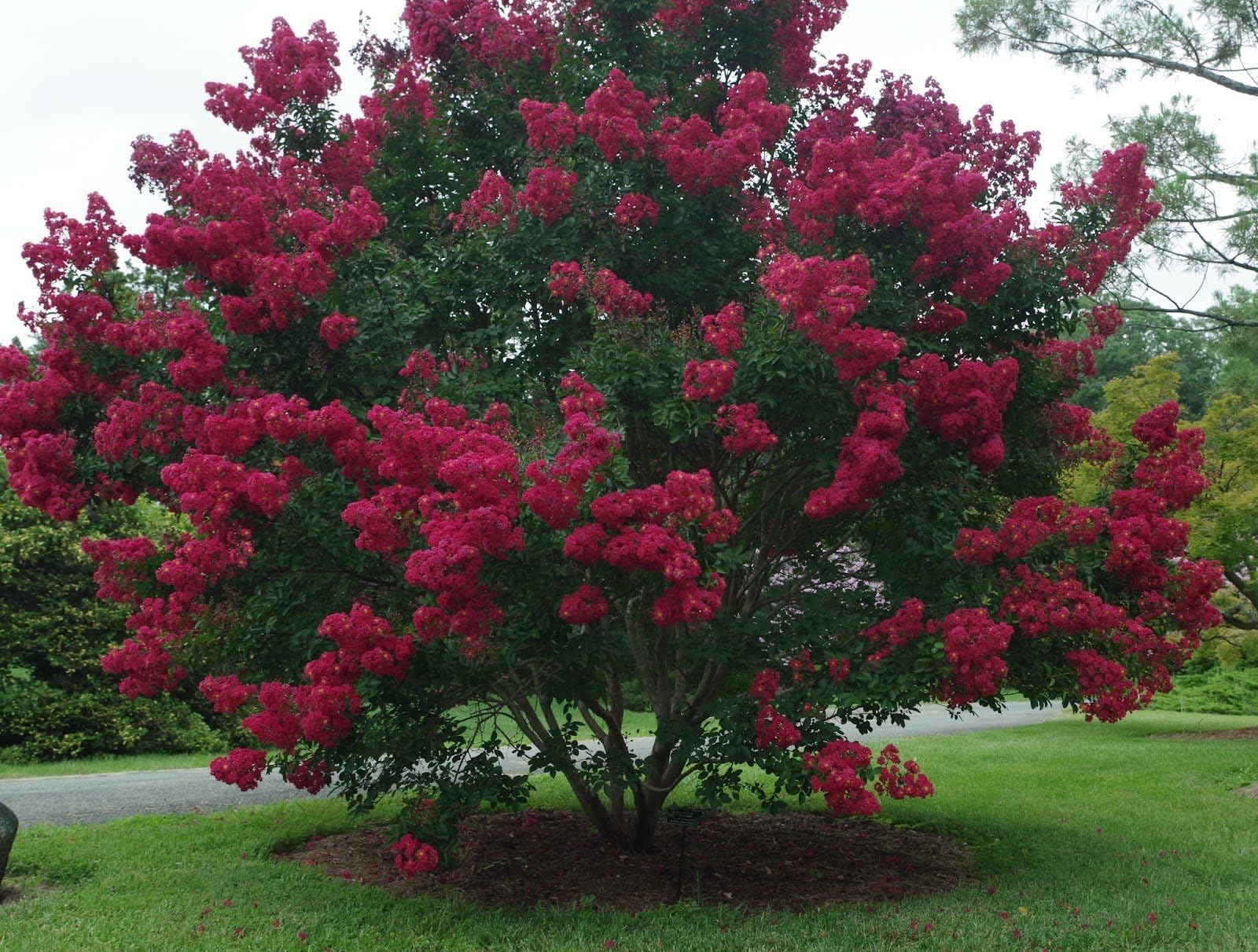 Amazon.com : Crape Myrtle Dynamite Red | 1 Extra Large 3 Gallon Plant ...