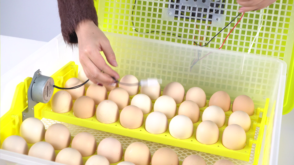 Watch Incubator use and installation tutorial on Amazon Live