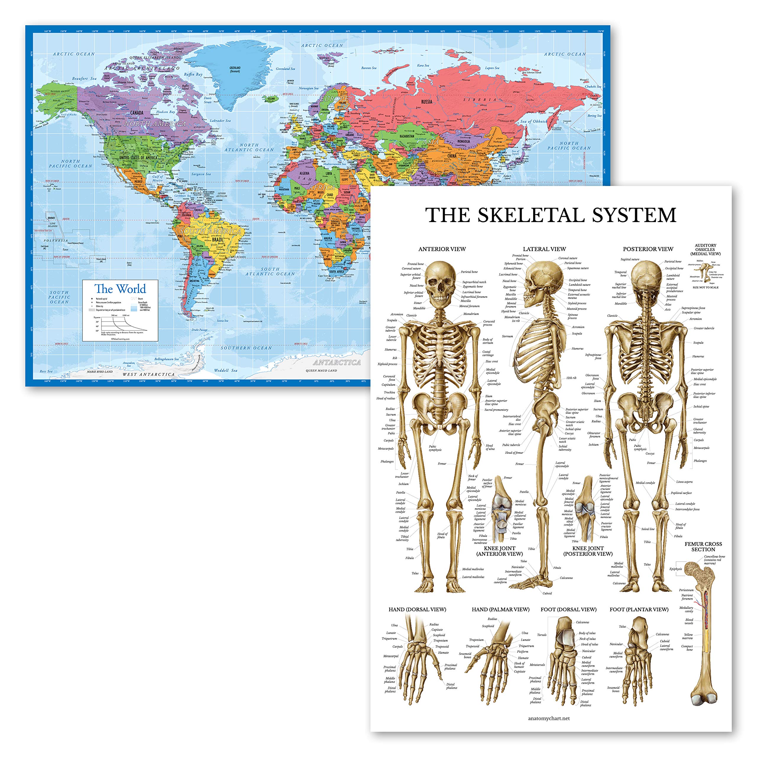 Buy 2 Pack - World Map Poster [Blue Ocean] & Skeletal System Anatomy ...