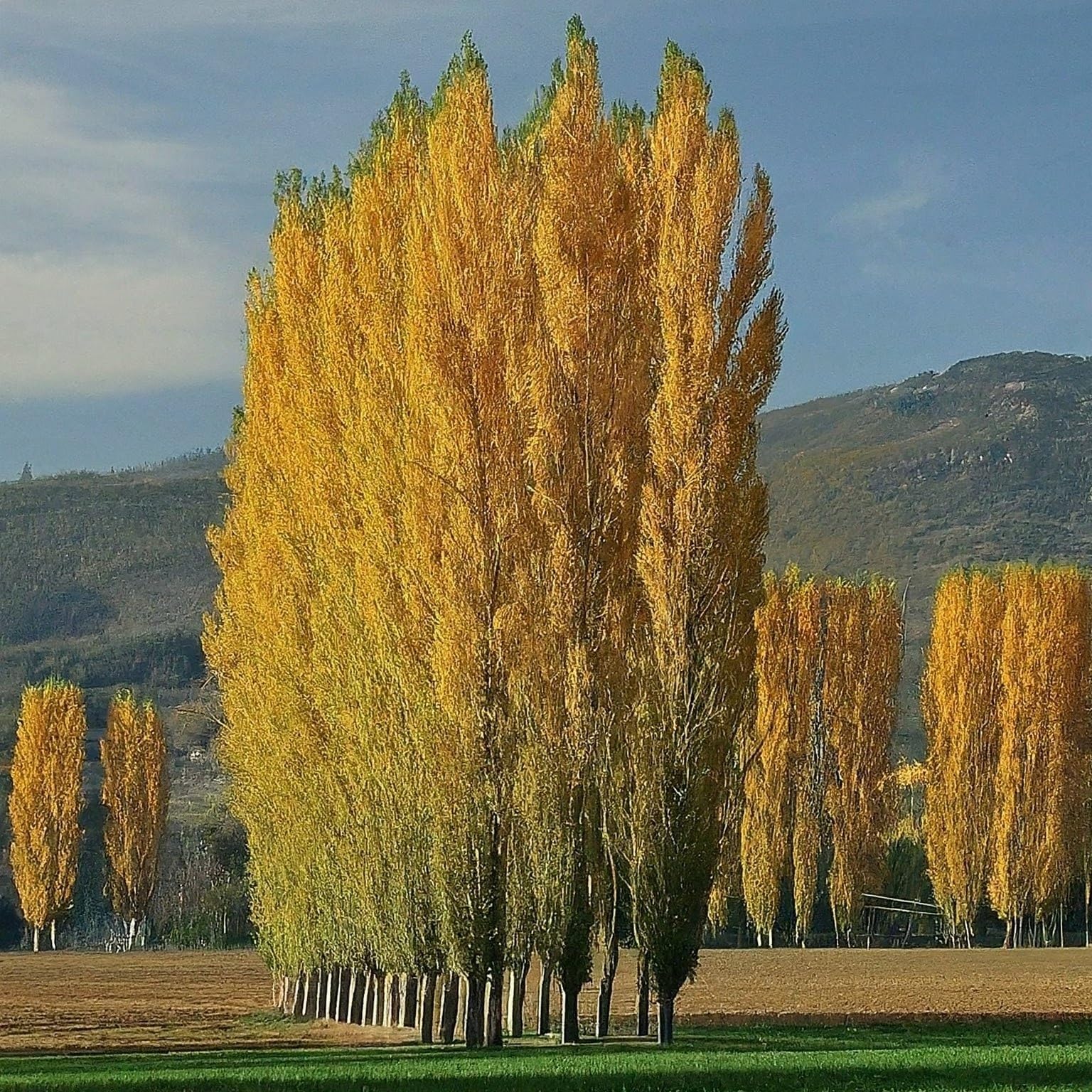 Amazon.com : 10 Lombardy Poplar Trees for Planting - Great for Privacy ...