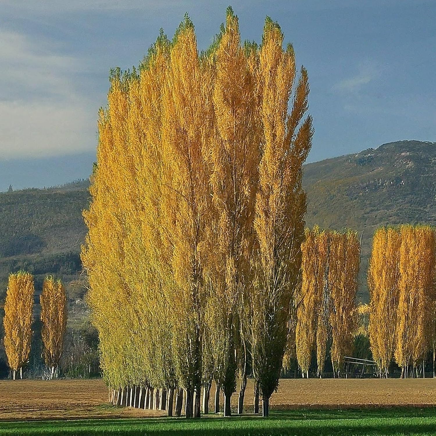 Amazon.com : 10 Lombardy Poplar Trees for Planting - Great for Privacy ...