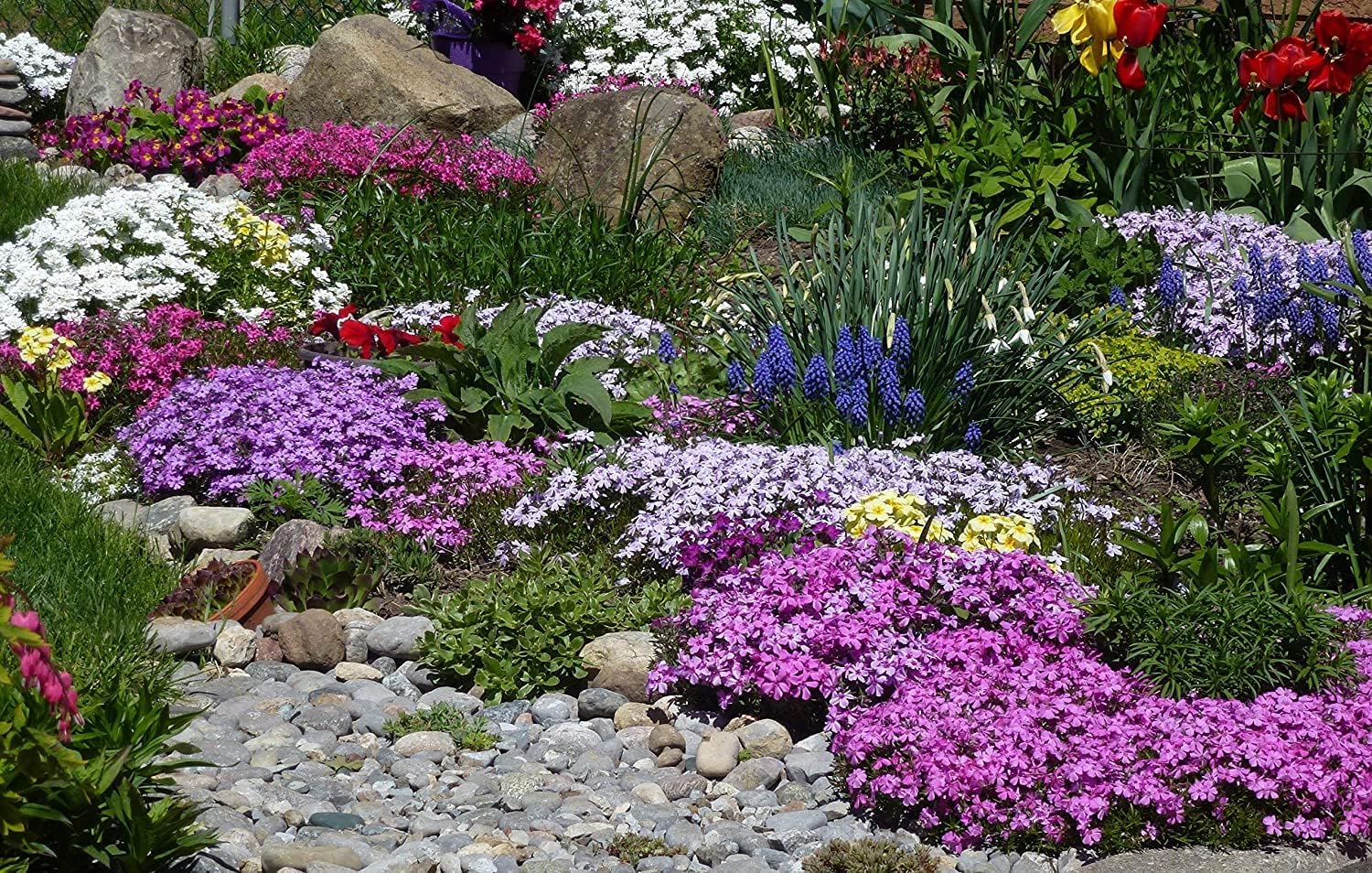 Alpines & Rockeries Mixed 1000 Seeds, Rock Garden Seeds : Amazon.co.uk ...