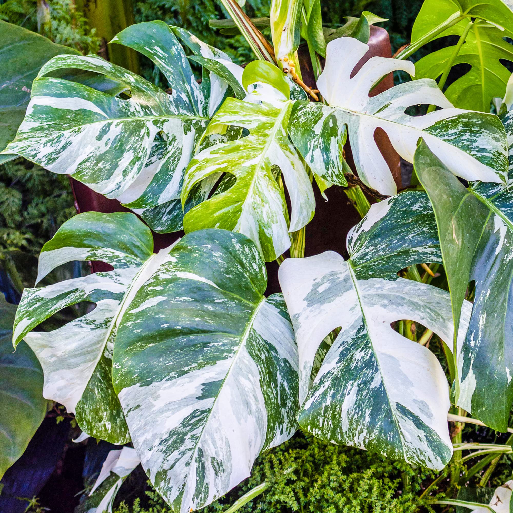 Variegated Foliage Plants Pittosporum Eugenoides 'Variegated'