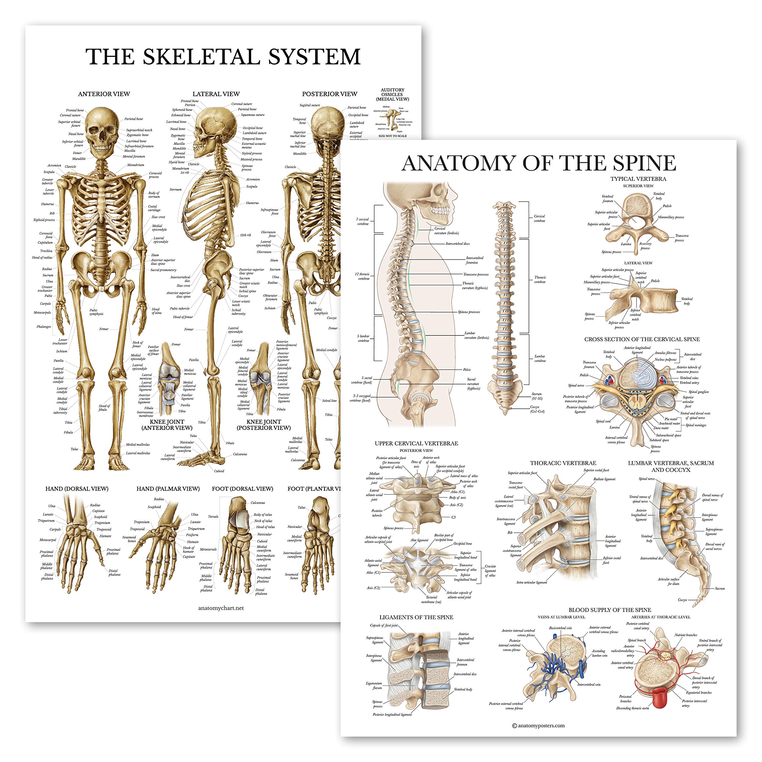2 Pack Skeletal System Anatomical Poster Anatomy Of The Spine ...