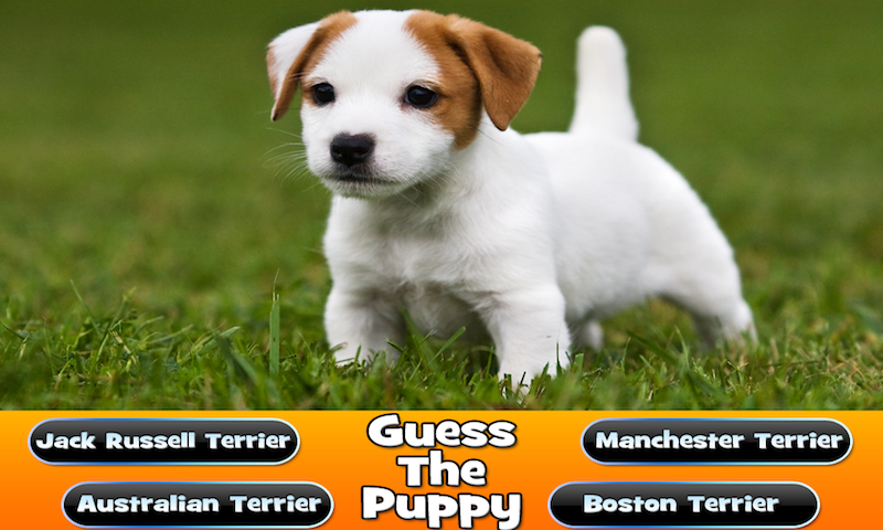Guess The Puppy Breed - Trivia Game (Ad-Free) - App on Amazon Appstore