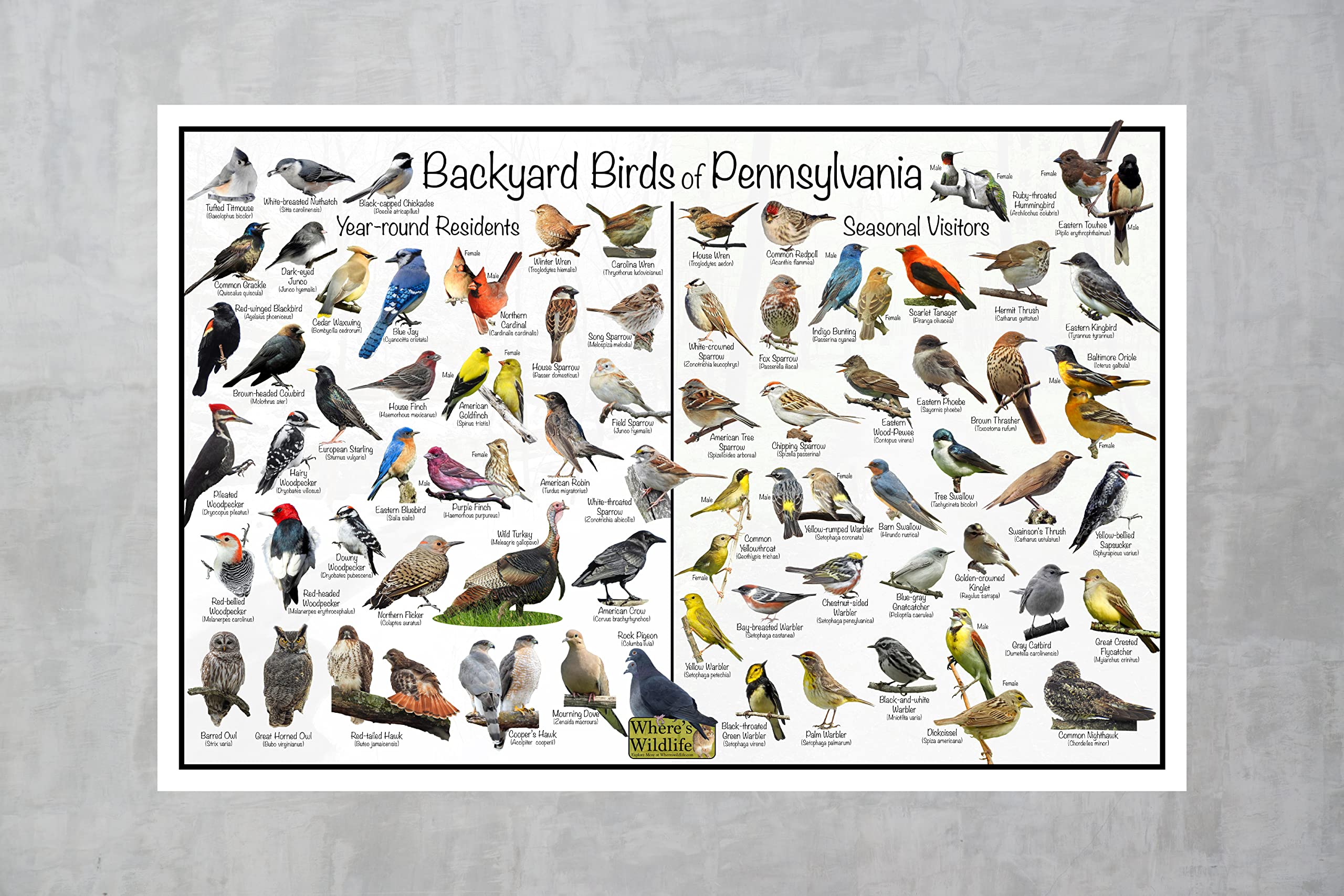 Most Common Birds In Pennsylvania Birds | Audubon Pennsylvania